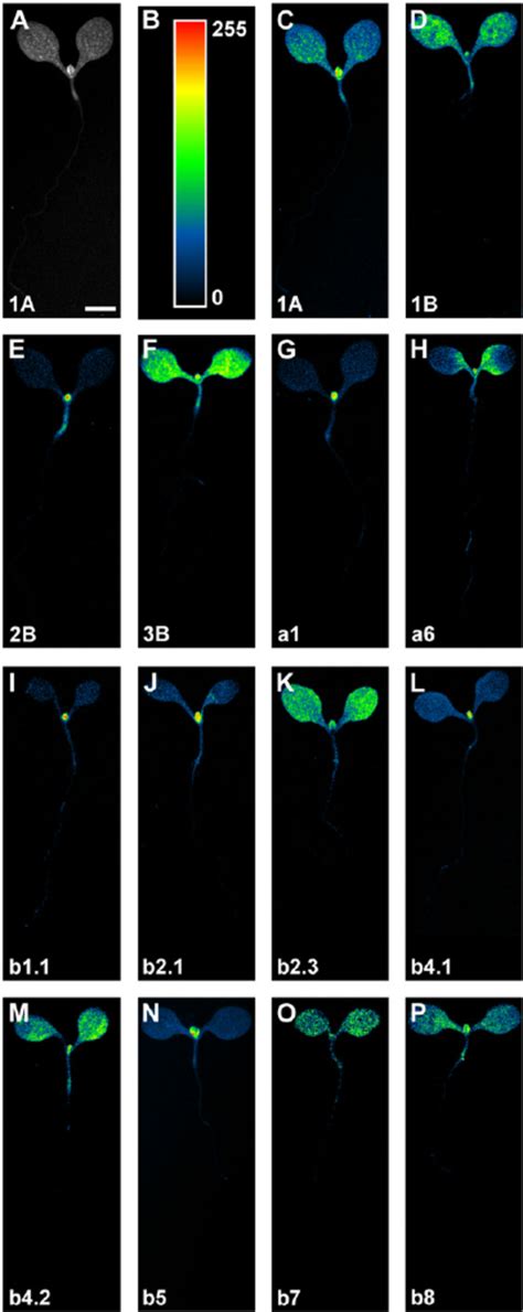 Rbcs And Lhc Expression In Light Grown Seedlings Bottom Left Gene