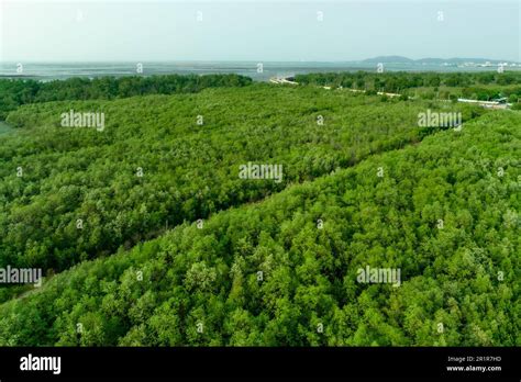 Green Mangrove Forest Capture Carbon Dioxide Net Zero Emissions Mangroves Capture Co2 From