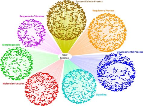 Cbx2 Dependent Transcriptional Landscape Implications For Human Sex