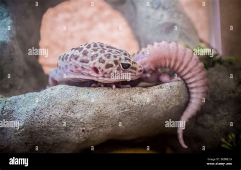 Leopard Gecko Pink Skin