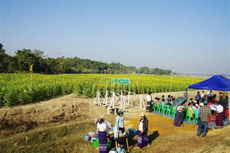 ရခိုင်ပြည်နယ် မောင်တောမြို့နယ်တွင် ဆီထွက်သီးနှံ ဆင်းရွှေကြာ ၂ မျိုး စံကွက် အောင်မြင်ဖြစ်ထွန်းနေမ