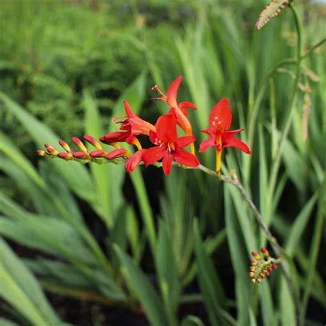 Buy Crocosmia Lucifer Plants Online Garden Goods Direct