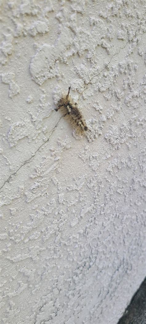 Central Florida Rcaterpillars