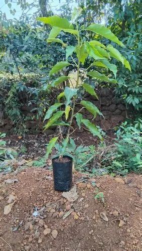 Yellow Full Sun Exposure Sonchap Plant For Garden At Rs 36piece In Sindhudurg