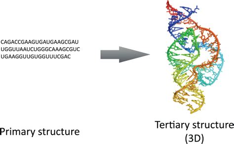 Rna Structure 3d