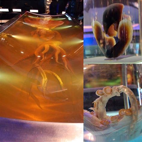 I Went To See The Colossal Squid At The Ate Papa Museum In Wellington