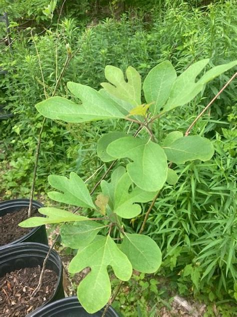 Native Sassafras Sassafras Albidum Plant Buying Collective