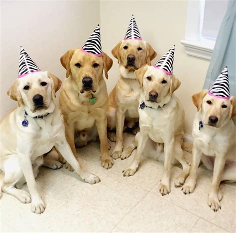 Happy Birthday Yellow Lab