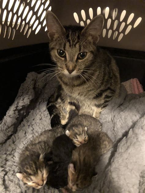 I Made Dese Frickin Cute Rfrickin