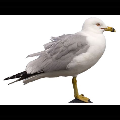 Ring Billed Gull Larus Delawarensis Identification Birda