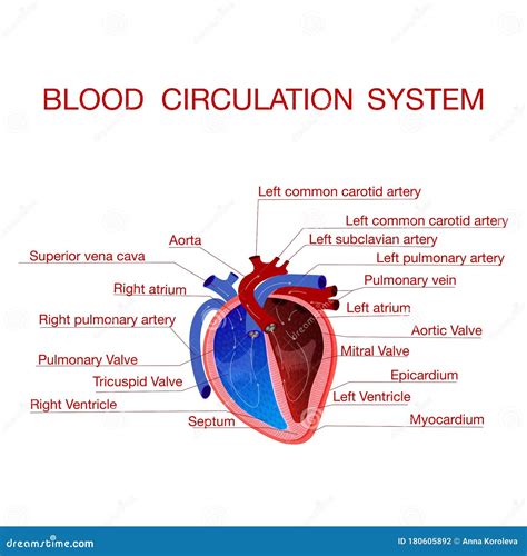 Circulation Of Blood Through The Heartconcept Educational Vector