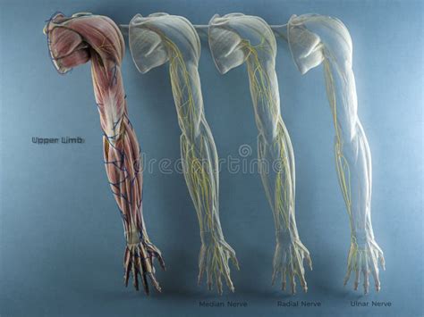 Major Nerve Distribution Pattern And Muscles 3d Upper Extremity Arm On Blue Background Stock