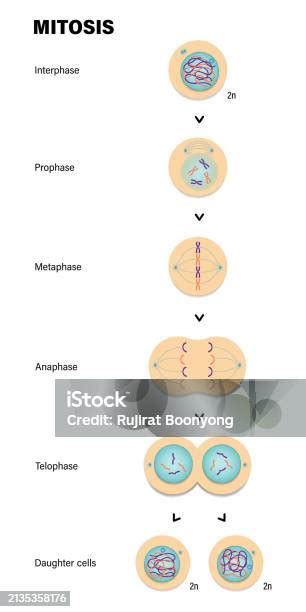 Vetores De Stages Of Mitosis Prophase Metaphase Anaphase And Telophase