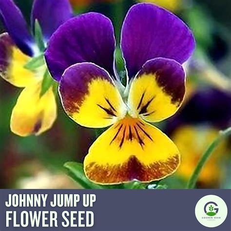 Johnny Jump Up Etsy