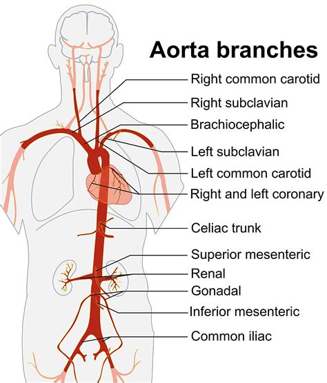Aorta Wikipedia