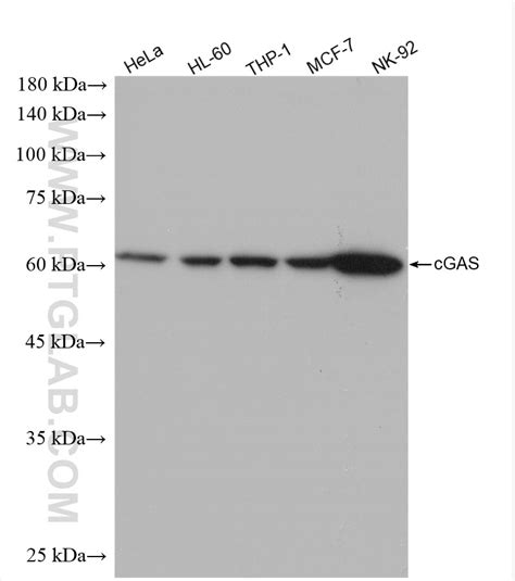 Cgas Antibody 82869 1 Rr Proteintech