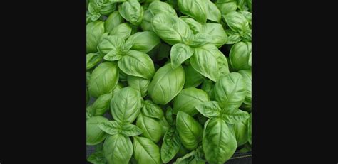 Wilde Basilicum Het Bouwhuis