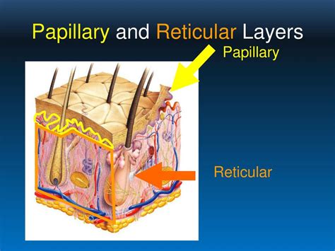 The Integumentary System Ppt Download