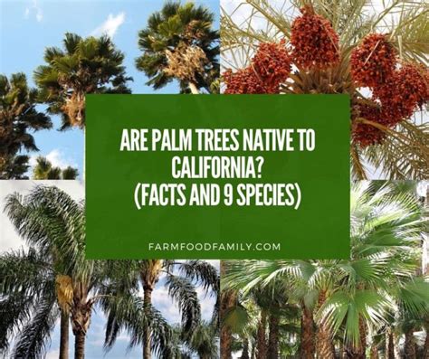 Are Palm Trees Native To California Facts And 9 Species