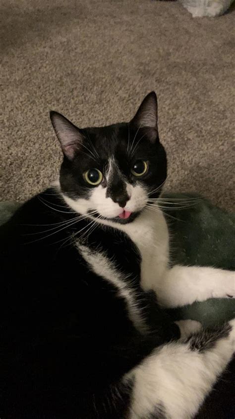 A Cute Blep Rblep