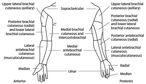 Image Cutaneous Nerve Distribution Upper Limb Merck Manual Professional Edition