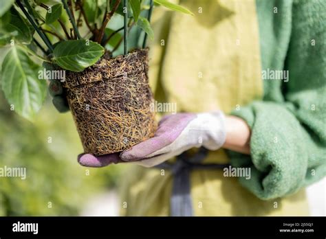 Woman Holding Hydrangea Plant With Roots And Ground Replanting It
