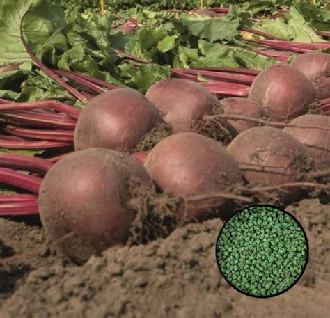 Насіння буряка в інтернет-магазині Gardentime | Гардентайм | 2024