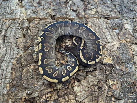 Royal Python Ghi Mojave Yellowbelly Cb23 M Reptile Cymru