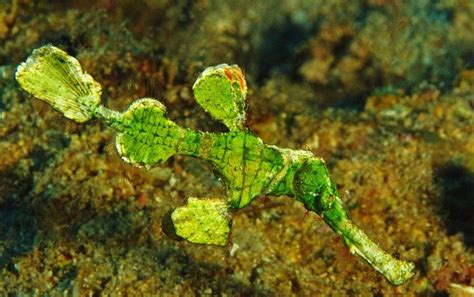 Extinction Risk May Be Much Worse Than Current Estimates Scientific
