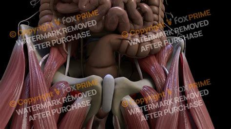 Digestive System Sigmoid Colon 1 Foxprime