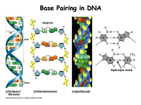 Ppt Base Pairing In Dna Powerpoint Presentation Id378280