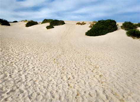 호주 애들레이드 캥거루 아일랜드 일일 투어리틀 사하라 플린더스 체이스 국립공원 씰 베이 Kkday