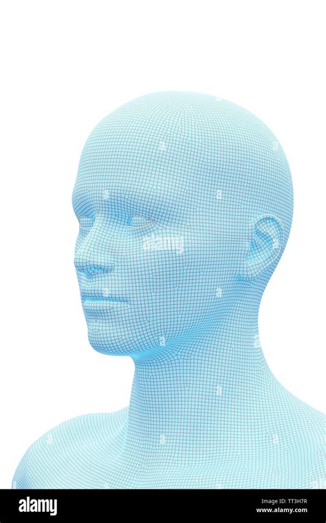 Human Head 3d Rendering Image Of Male Human Body Wireframe Model Isolated On White Background