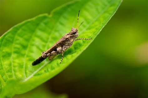 Grasshopper Habitat Photos Download The Best Free Grasshopper Habitat