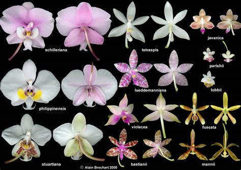 Orchids Types List