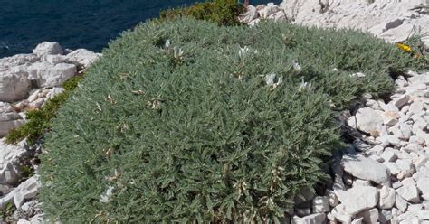 Tragacanth Gum Astragalus Tragacanthus Top Quality Herbs And Tinctures