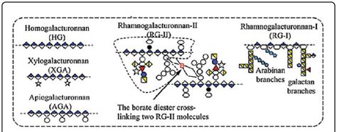 Structure Of Pectin Domains 63 Download Scientific Diagram