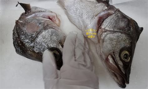 농어머리구이만들기 제철 자연산 농어구이 생선머리요리 어두일미일세 농어낚시