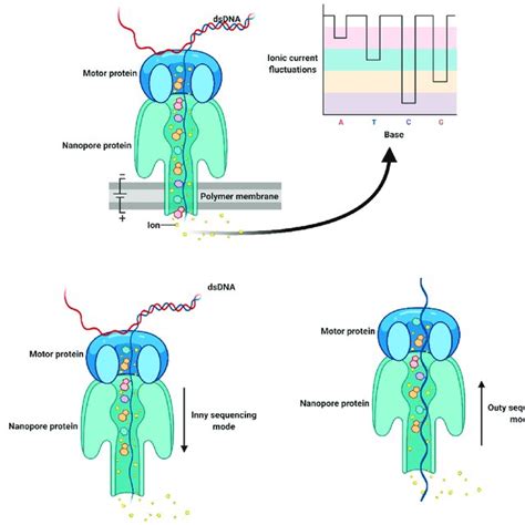 Schematic Diagram Of Nanopore Sequencing Technology A Download
