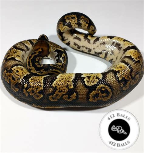 Reaper Ball Python Traits Morphpedia