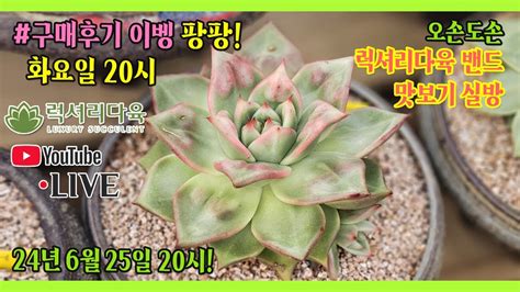 구매후기 이벵 팡팡~ 럭셔리다육 밴드 맛보기 실방 달려볼까요😍😍 6월 25일 럭셔리다육 다육이 실방에 초대합니다 럭셔리다육 안성 안성다육농장 Youtube