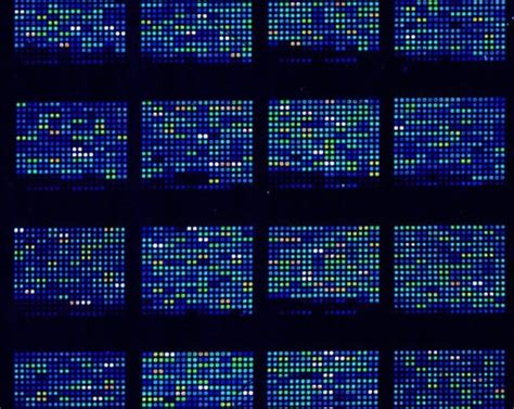 microarray services raybiotech