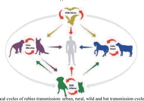 Rabies Virus Life Cycle