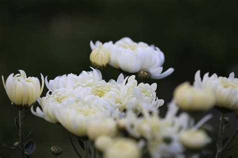 흰색 꽃 흰 국화 식물 Pixabay의 무료 사진