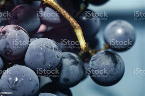 아름다운 파란색 젖은 이사벨라 포도 무리 배경을 닫습니다 매크로 보기 계절에 대한 스톡 사진 및 기타 이미지 계절 과일 농업 Istock