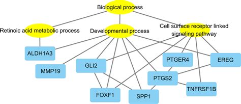 Visualization Of Gene Gene Interaction Network And Gene Ontology Go