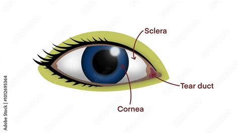 Human Eye Illustrating The Major Parts Including The Pupil Iris