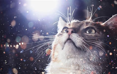 Superconducting Cat Qubits Postquantum Quantum Computing Quantum Security Pqc