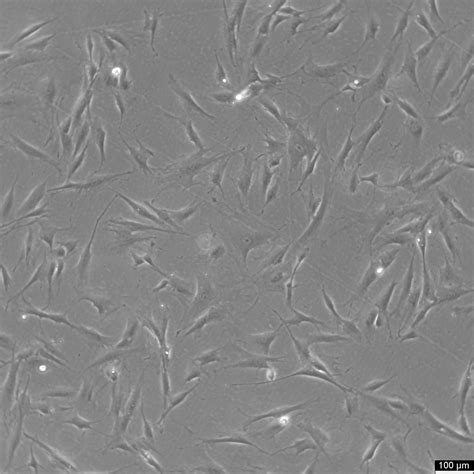 Bj Fibroblast Cells