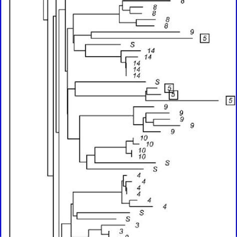 Dendrogram Of Genetic Distances Calculated Using The Balanced Minimum